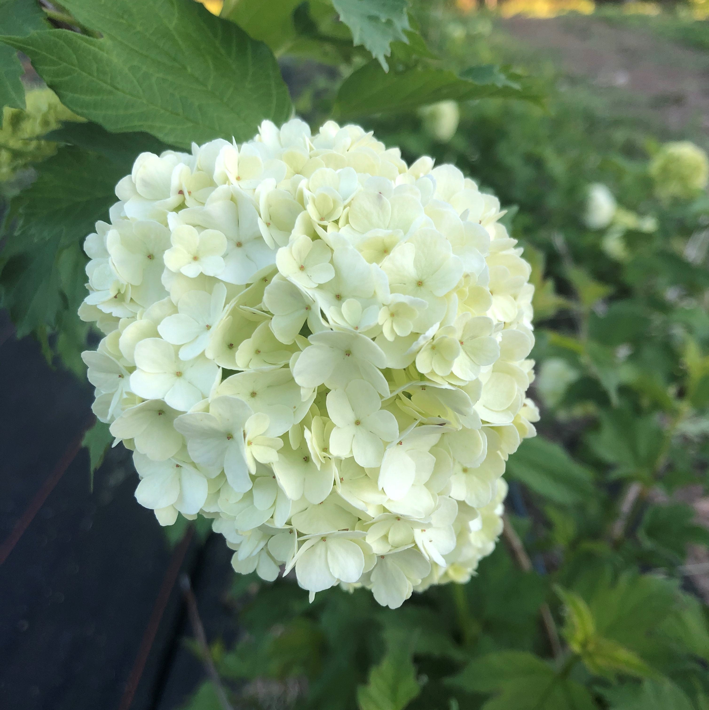 Hydrangea | Rock River Farm