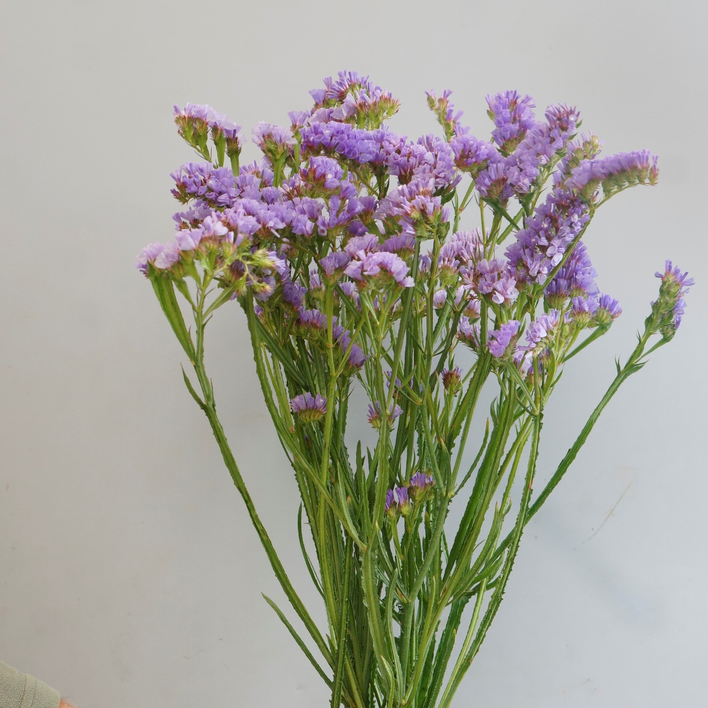 Statice | Rock River Farm
